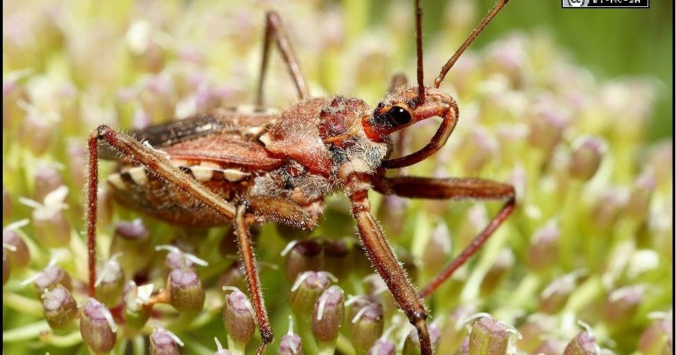 FAUNA AUXILIAR: FAMILIA REDUVIIDAE