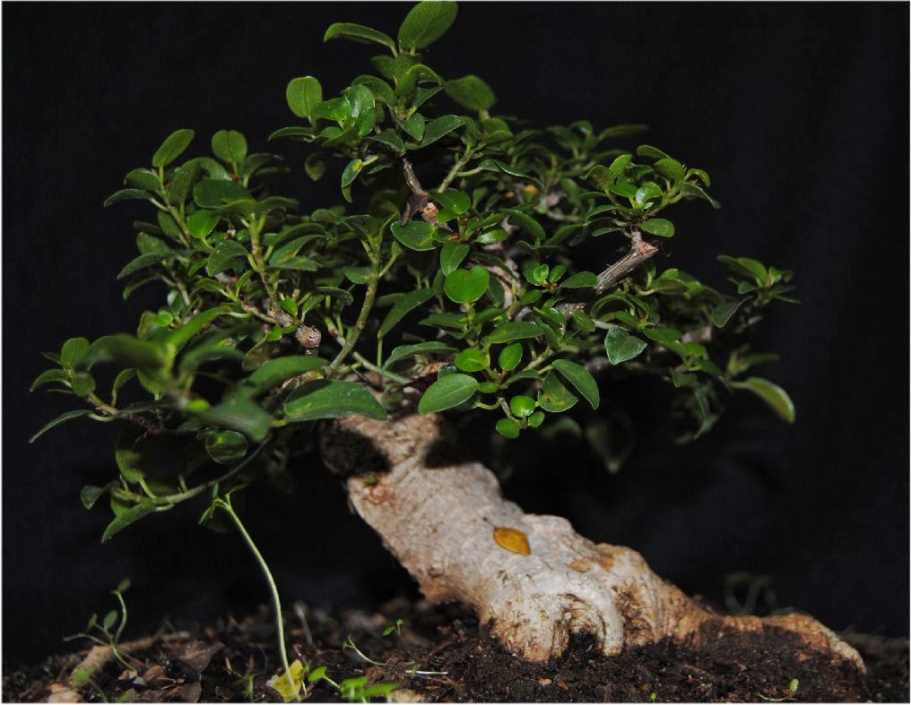 Lennards Bonsai Beginnings Ficus Burtt Davyi Ugly Duckling