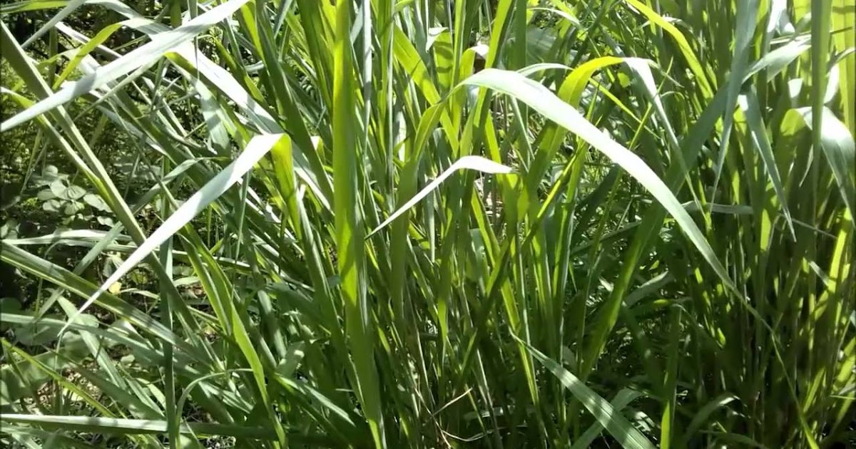 PANICUM MAXIMUM (AGROPECUÁRIA)