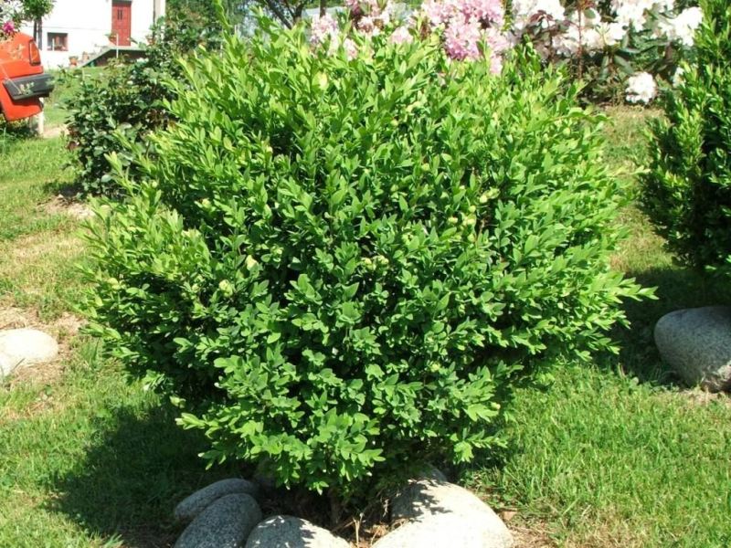 PESTS AND DISEASES OF BOX HEDGING PLANTS (Buxus sempervirens) |The ...