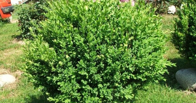 PESTS AND DISEASES OF BOX HEDGING PLANTS (Buxus sempervirens) |The ...