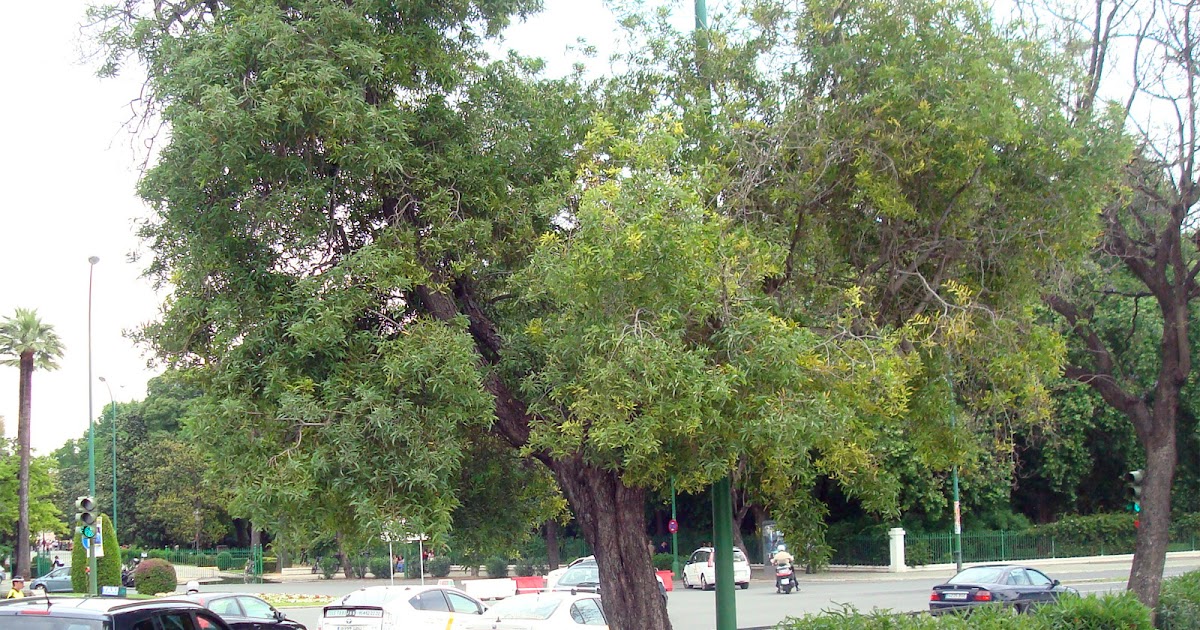 elarbolmiamigo-encinarosa: Acacia negra / Aromo australiano / Acacia ...