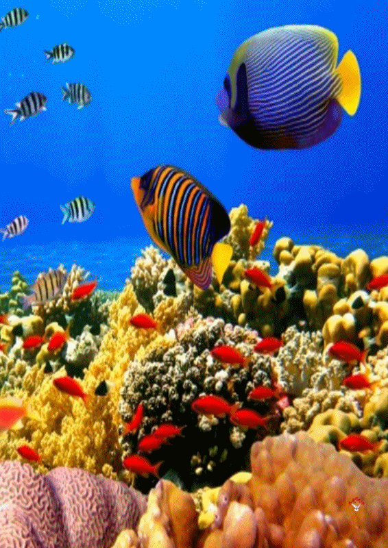 🌐 ȘTIRI-CĂLĂTOR PRIN LUMEA PLANETEI ALBASTRE: GIFURI - GIF`S