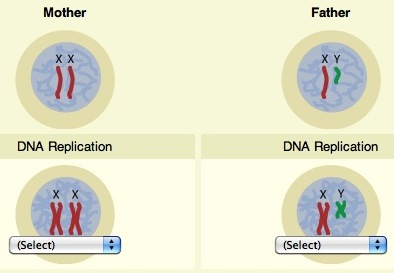 eScienceCommons: Intersex: A lesson in biology, identity and culture