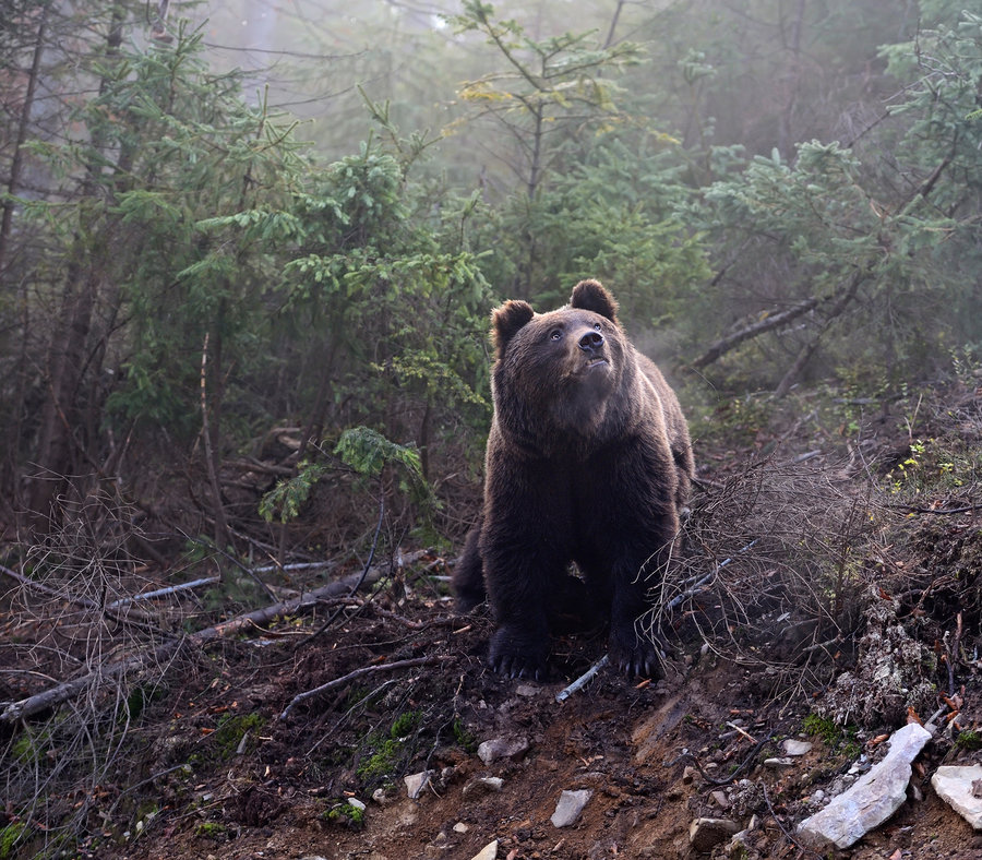 Bears Get Stressed By Drones | How To Pray Namaz