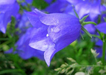 Nangise: Blue bell flower wallpaper