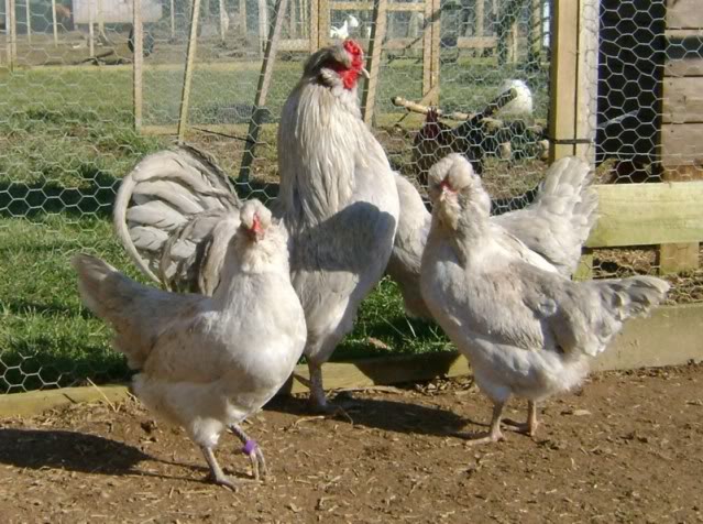 Lavender Araucana Mavi Yeşil Yumurta Tavukları - Ders Kitabı Cevapları
