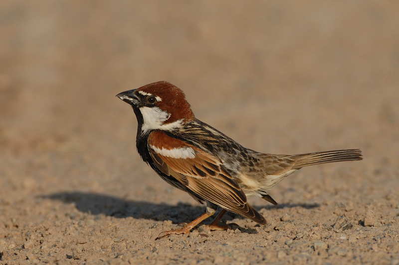 Santiago de Compostela