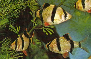 "Peces, Peces y Algo Más"