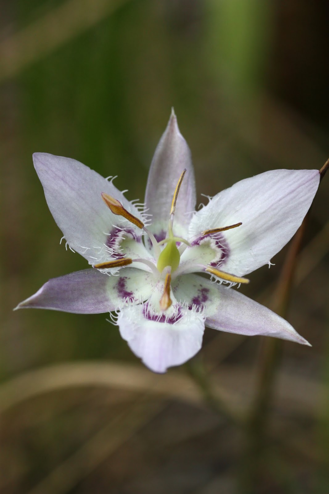 Serendipity and Orchids: Orchid Hunting in Eastern Washington (Part 1)