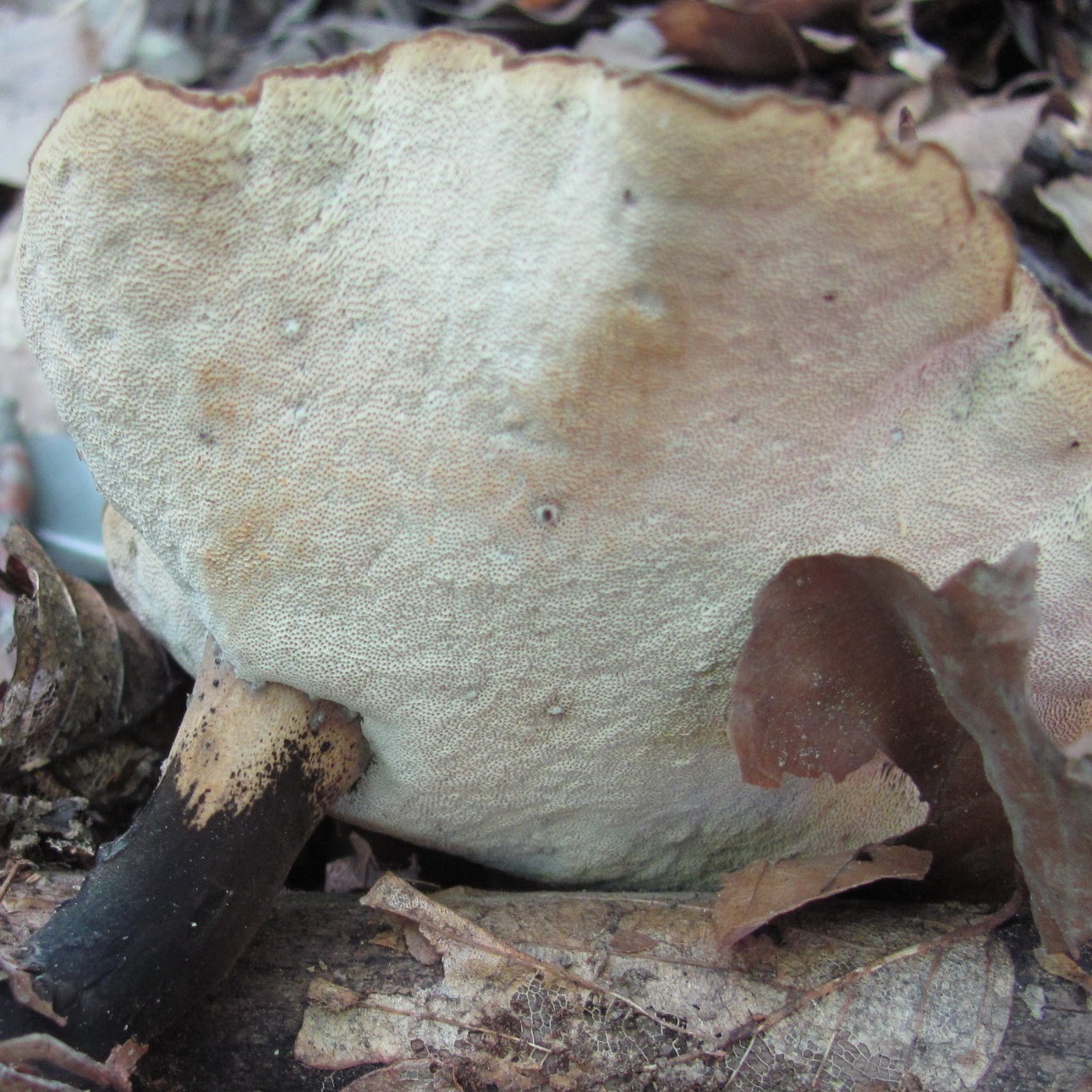 Guía de Setas y Hongos de Navarra.: Cerioporus varius Pers ex Fr