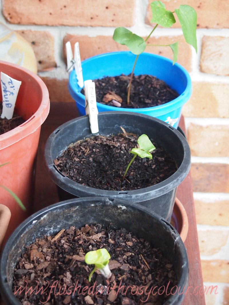 Flushed with Rosy Colour: 4 week old potted cotton