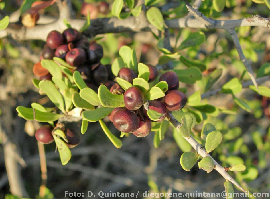 Argentina nativa: Molle (Schinus johnstoni)