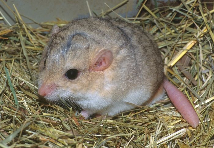 All aBoUt GerBiLs