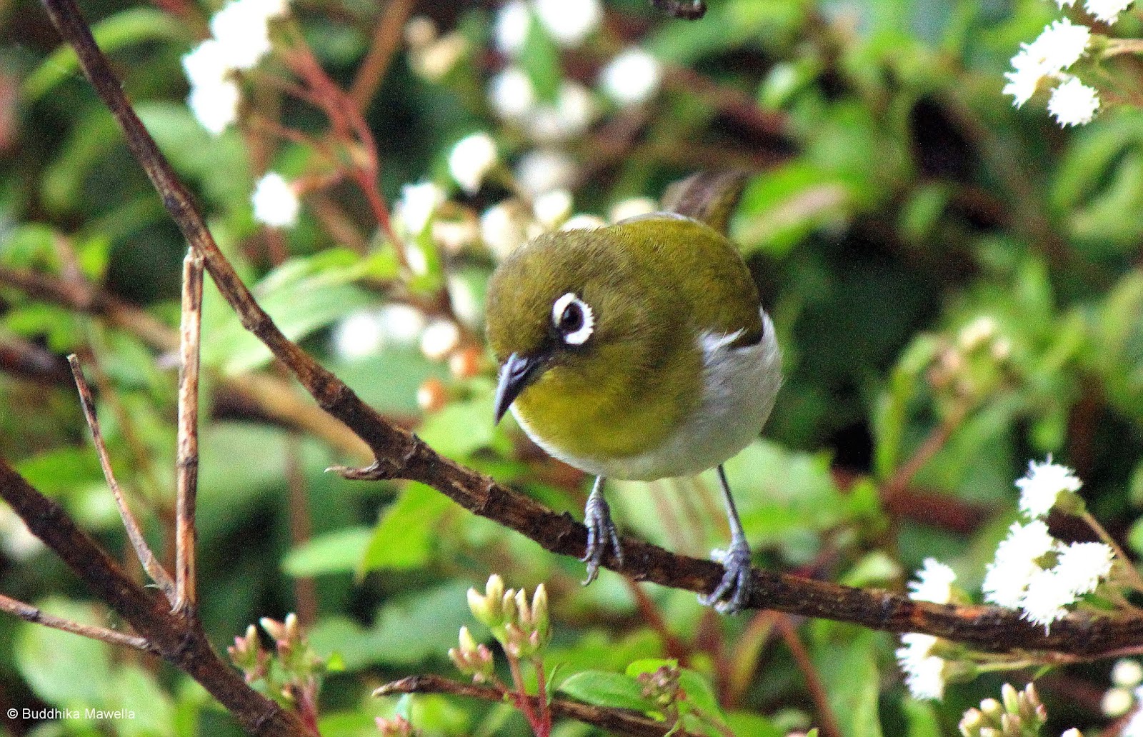 Lanka Nature Summary: Sri Lanka White-eye (Zosterops ceylonensis)