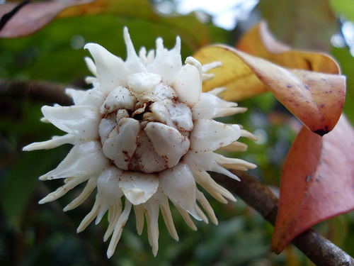 Fruit Warehouse: Bolwarra ( Eupomatia laurina )