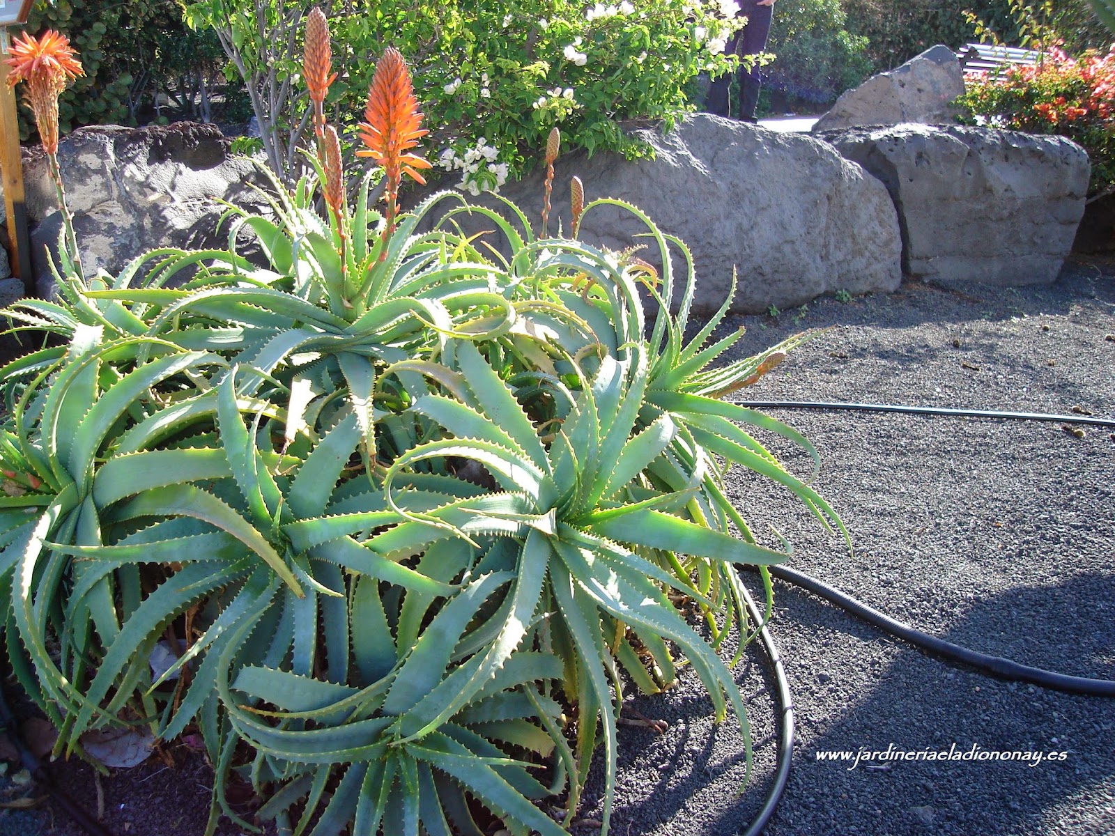 Jardineria Eladio Nonay: ALOE ARBORESCENS (Jardinería Eladio Nonay)