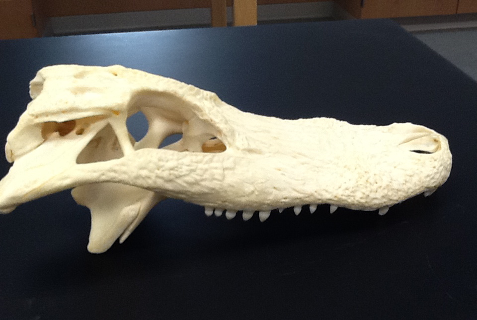 Biology of the Reptilia: Reptiles Lab 3 - Crocodylia (Serna & Thompson)