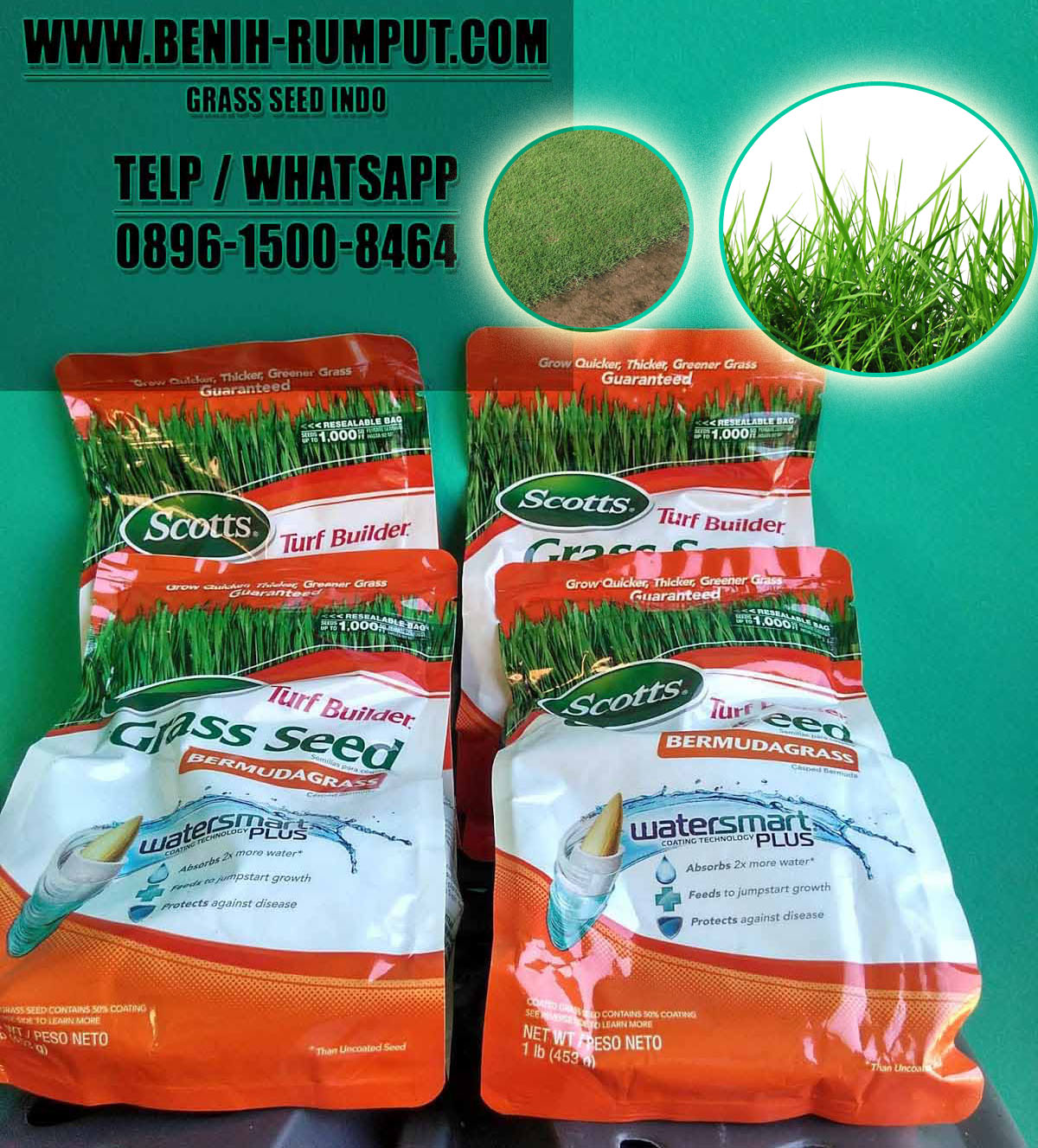 CARA MENANAM BENIH RUMPUT YANG BENAR - TOKO BENIH RUMPUT