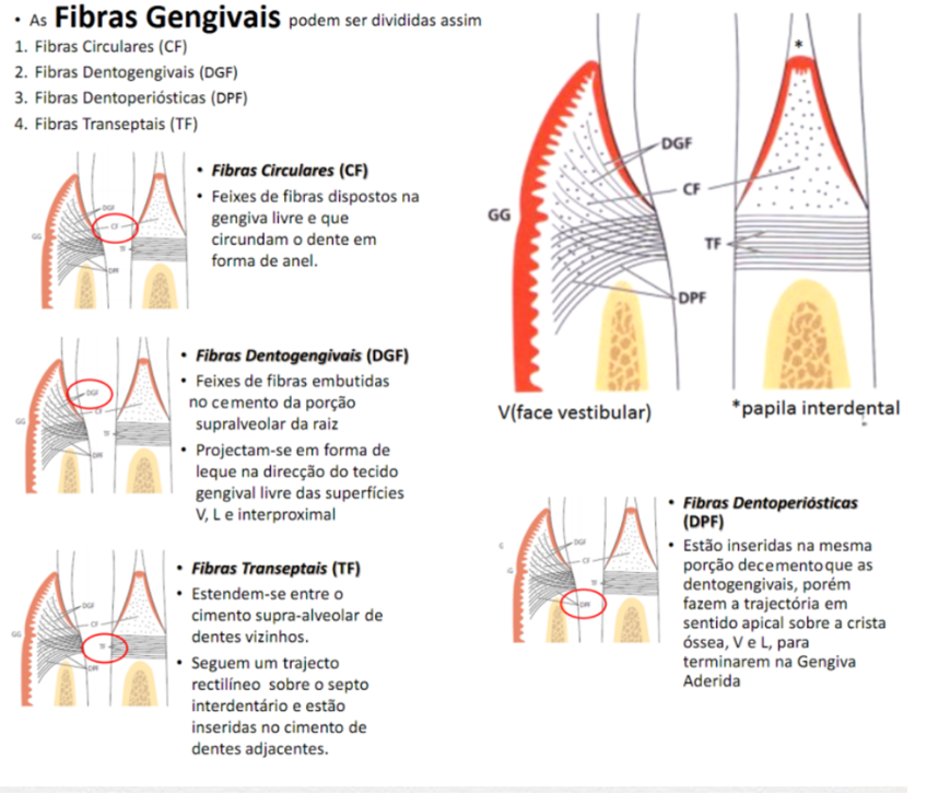 Aula de Periodontia - Anatomia, Histologia e Fisiologia do Periodonto ...