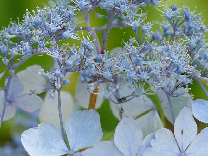 Stardust Talk : Hydrangea macrophylla native to Japan