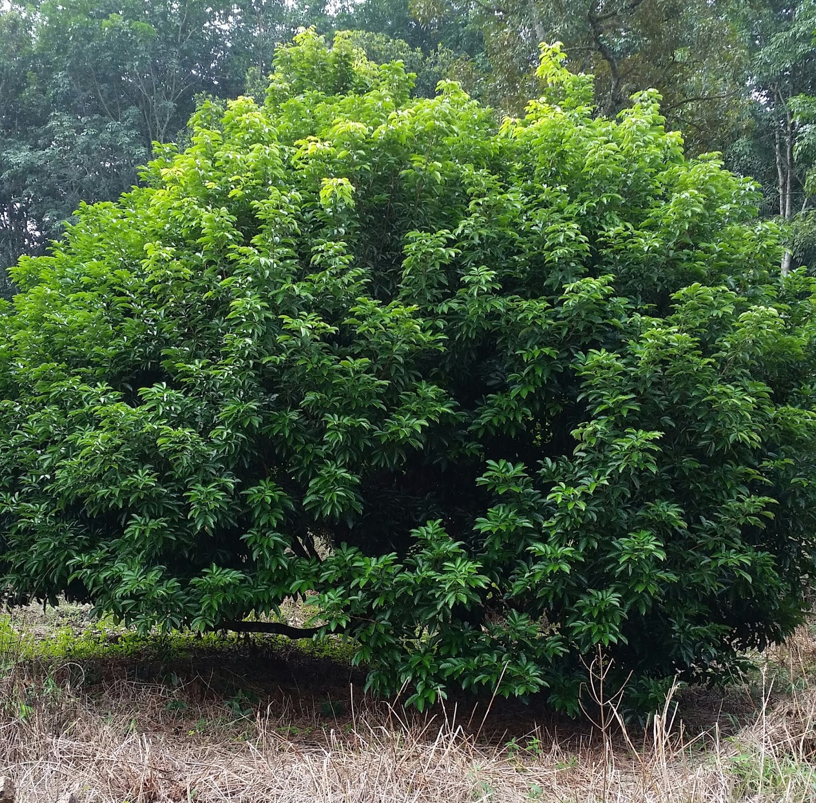 Warisan Petani: Kebun Buah-buahan 2