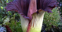 .: La flor cadáver, la más grande y apestosa del mundo.