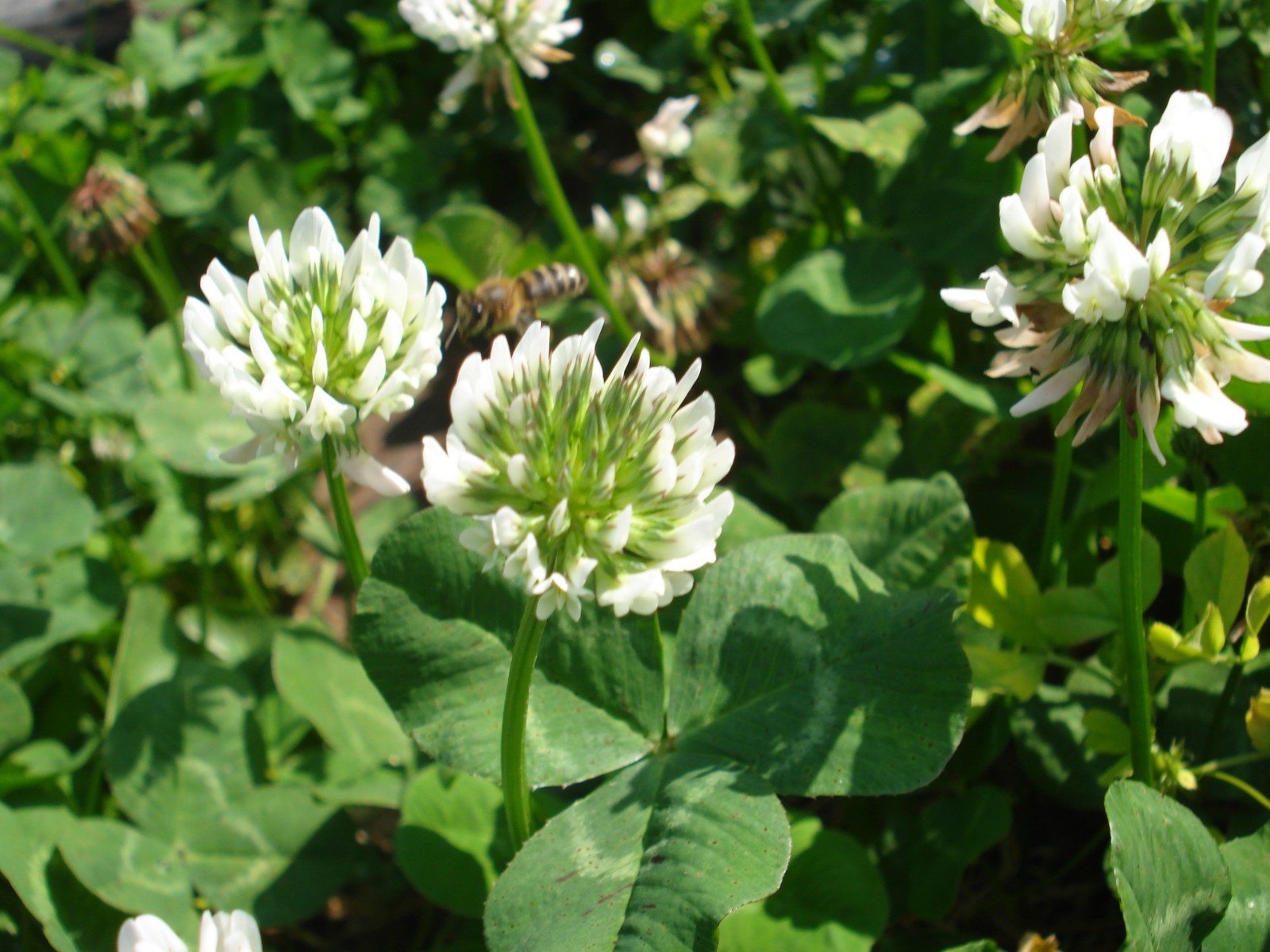 Trevo-branco - Trifolium repens