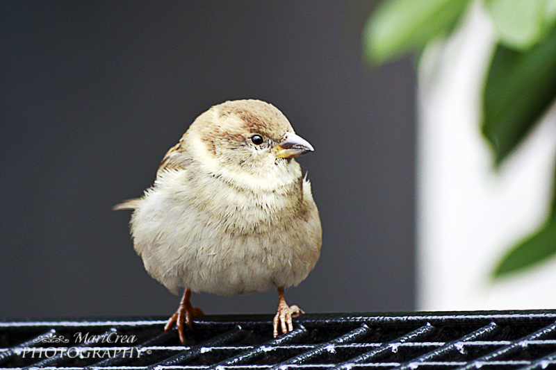 CreaMariCrea: Passerotti