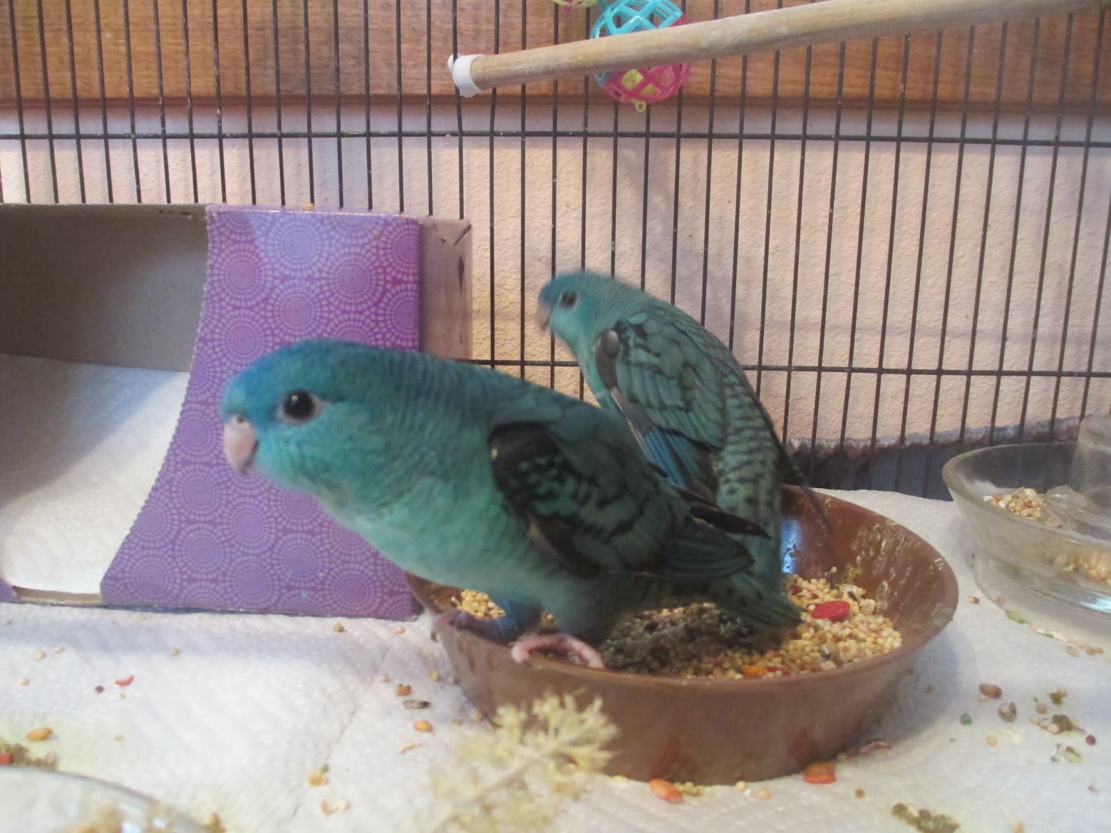 The Splendid Bourke Bird Blog: The Baby Lineolated Parakeets Today