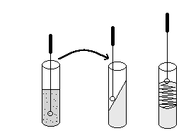 Prácticas de Microbiología: Práctica 8: Técnicas de siembra
