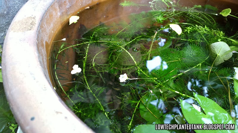Flowering Elodea Aquatic Plant