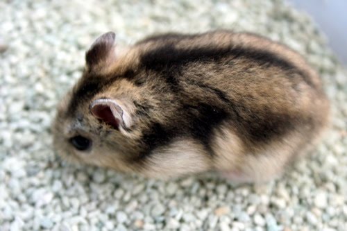 RABBIT PARADISE: DIJUAL !! Hamster Winter White Blue Argente, Saphire ...