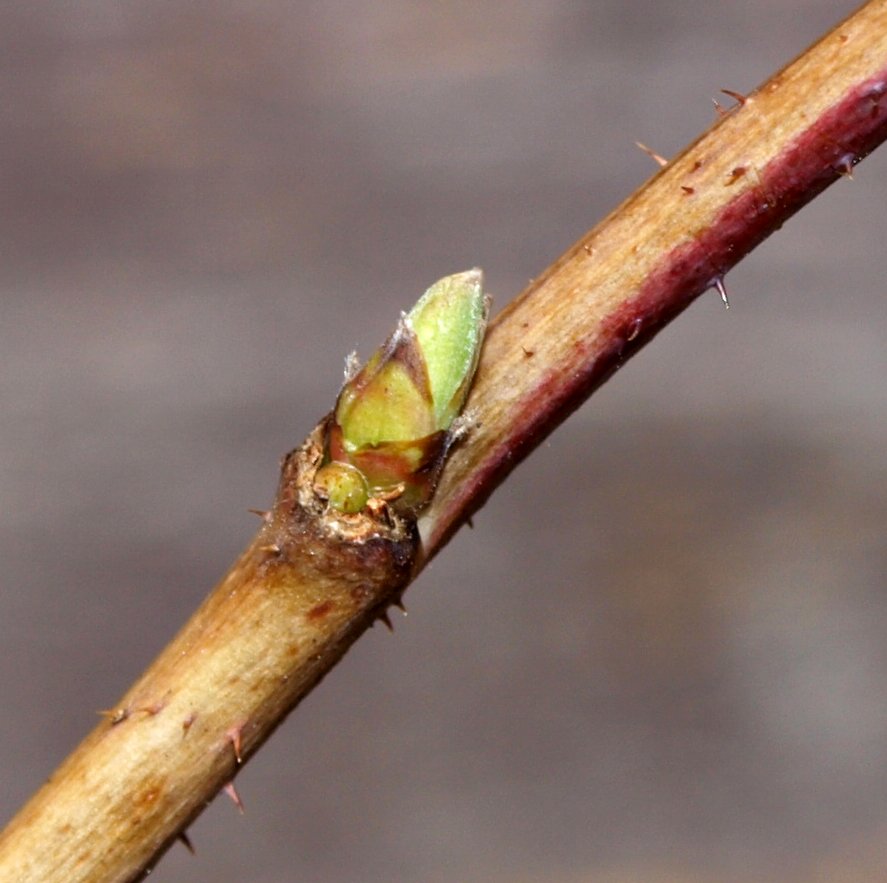 Mark's Veg Plot: Raspberry maintenance