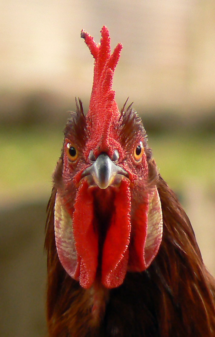 Oeste Tango: El Gallo Claudio Paul Canilla Libre