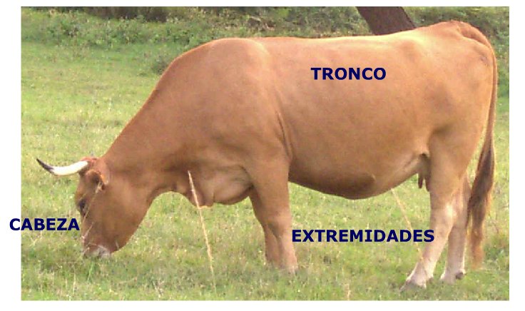 BIOLOGÍA Y GEOLOGÍA 1ESO EXXI - IES MAR. BAQUERO: EXXI. BYG1ESO. UD10 ...