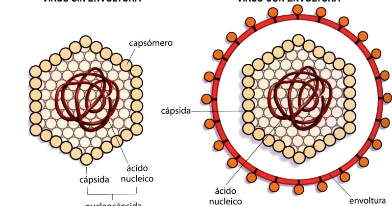 Inmunovirología: Los virus