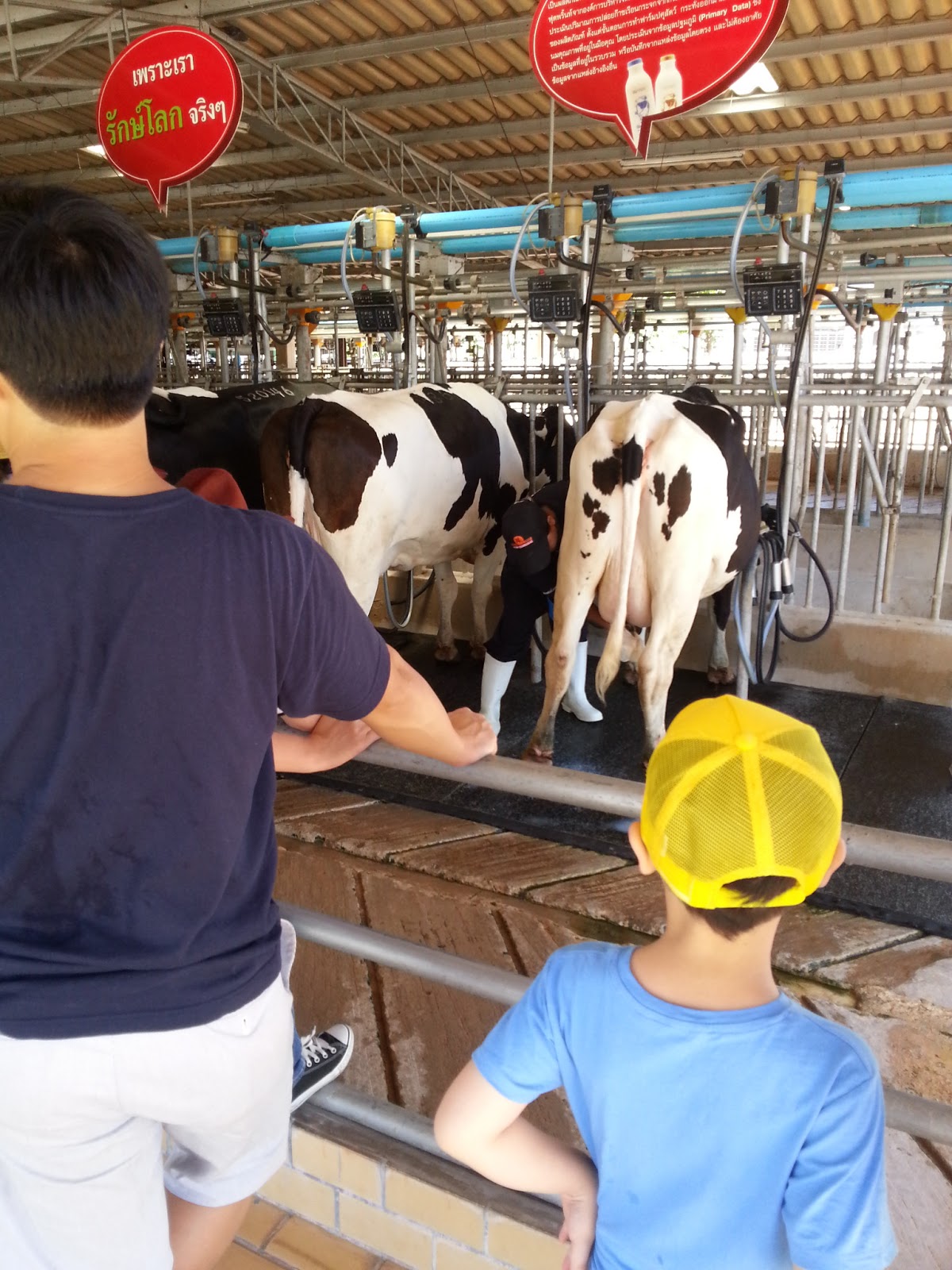 The World of Fairygodmotherhood : Thailand: Farm Chok Chai