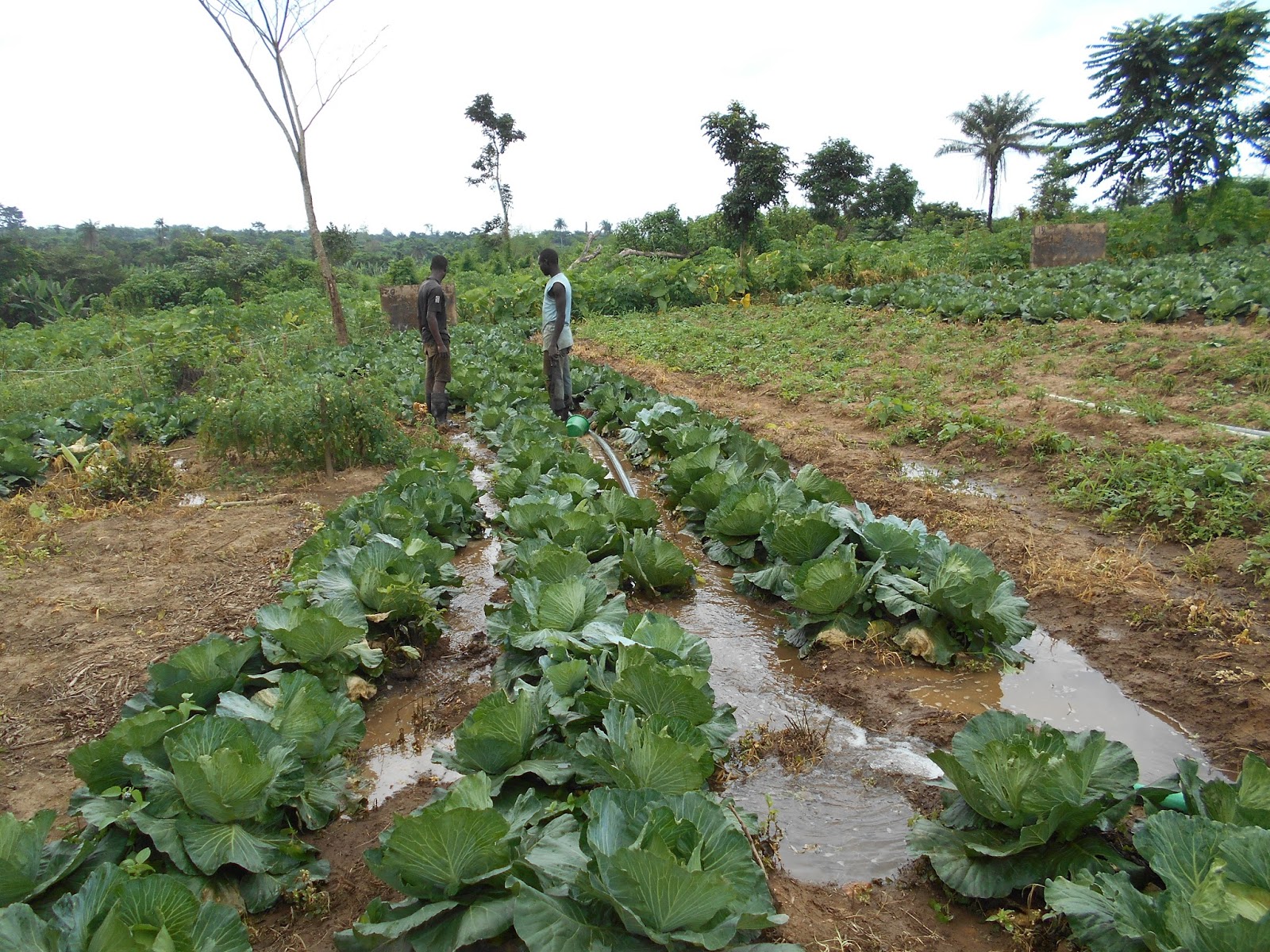 Furrow Flooding Irrigation Technique: An economical way of doing dry ...
