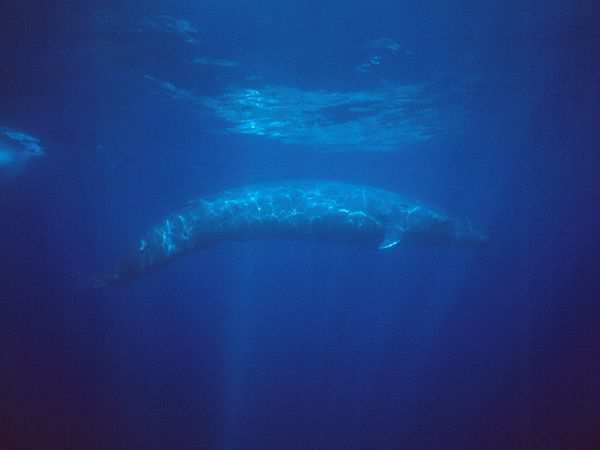 KAMUS PENGETAHUAN: MENGENAL PAUS BIRU