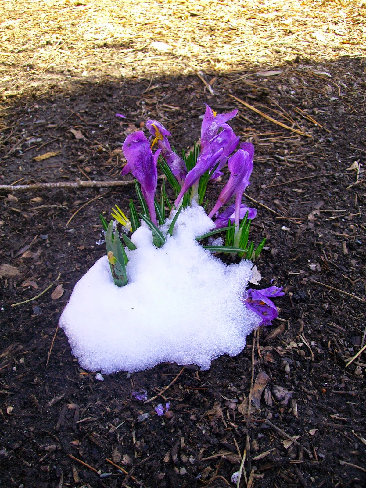 documentary project spr. 14: Documenting Winter turning to Spring