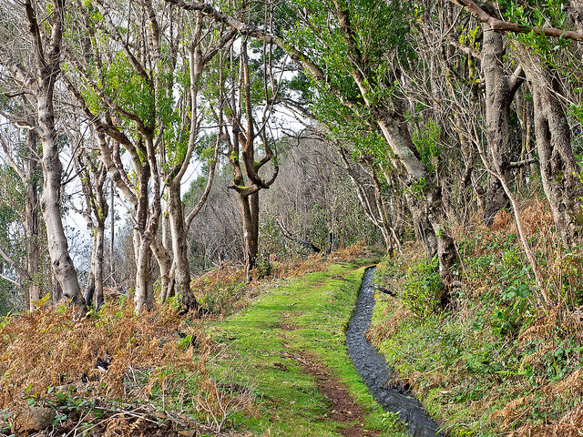 Levada do moinho PR7 - Madeira Turismo - Tourist Guide to the Island of ...