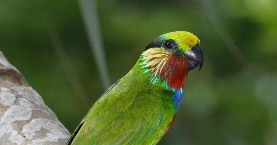 Variety of Life: Loriinae