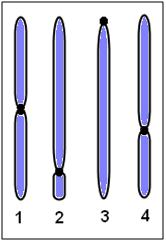Blog de Biologia: Citologia III