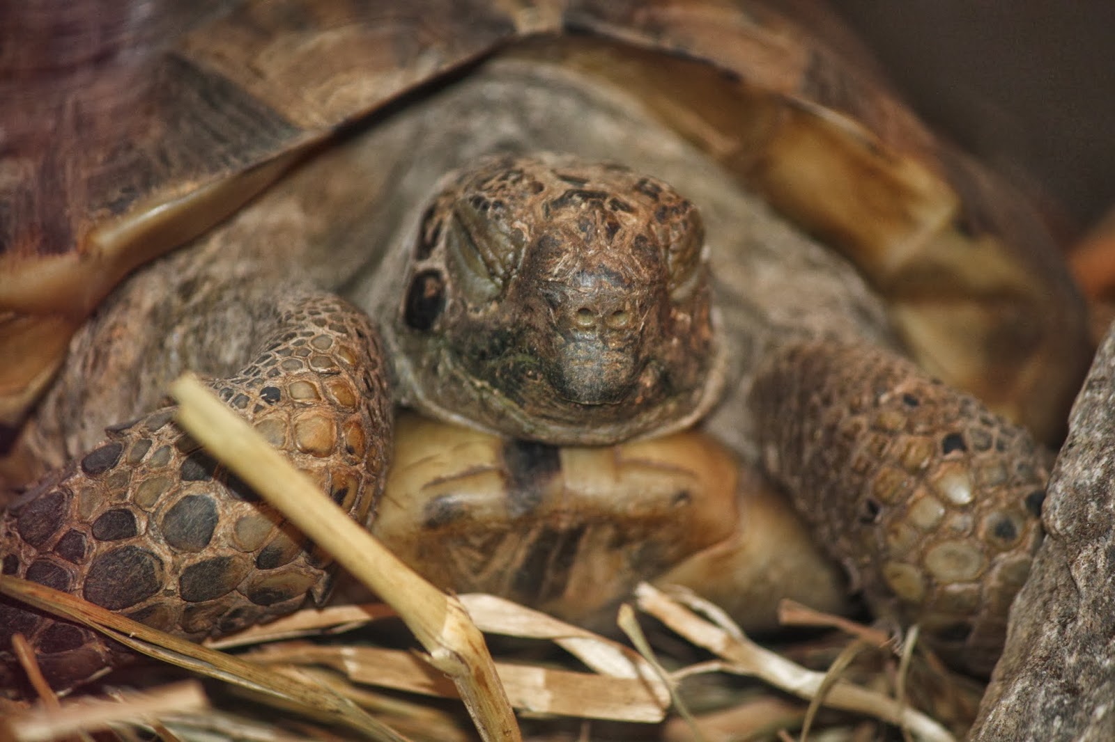 Rules of the Jungle: The Greek Tortoise