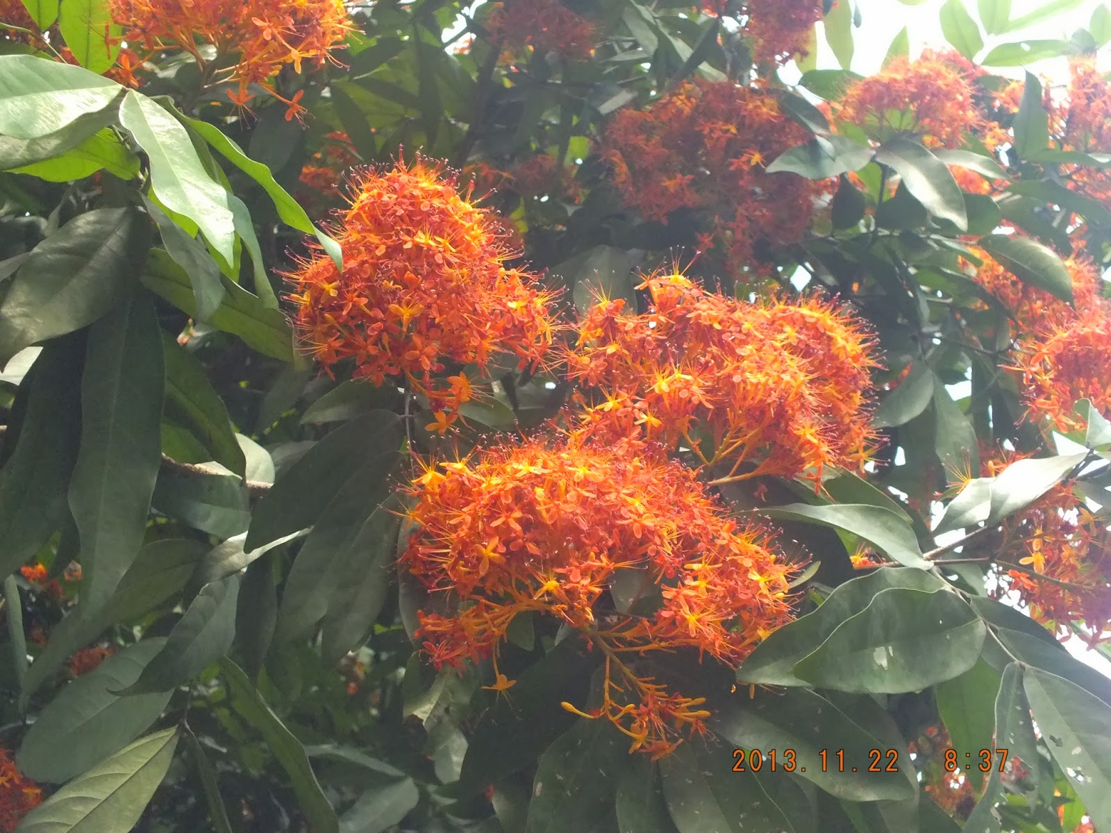 Photography with Dr. Ernie.: Saraca , Saraca asoca, Saraca indica