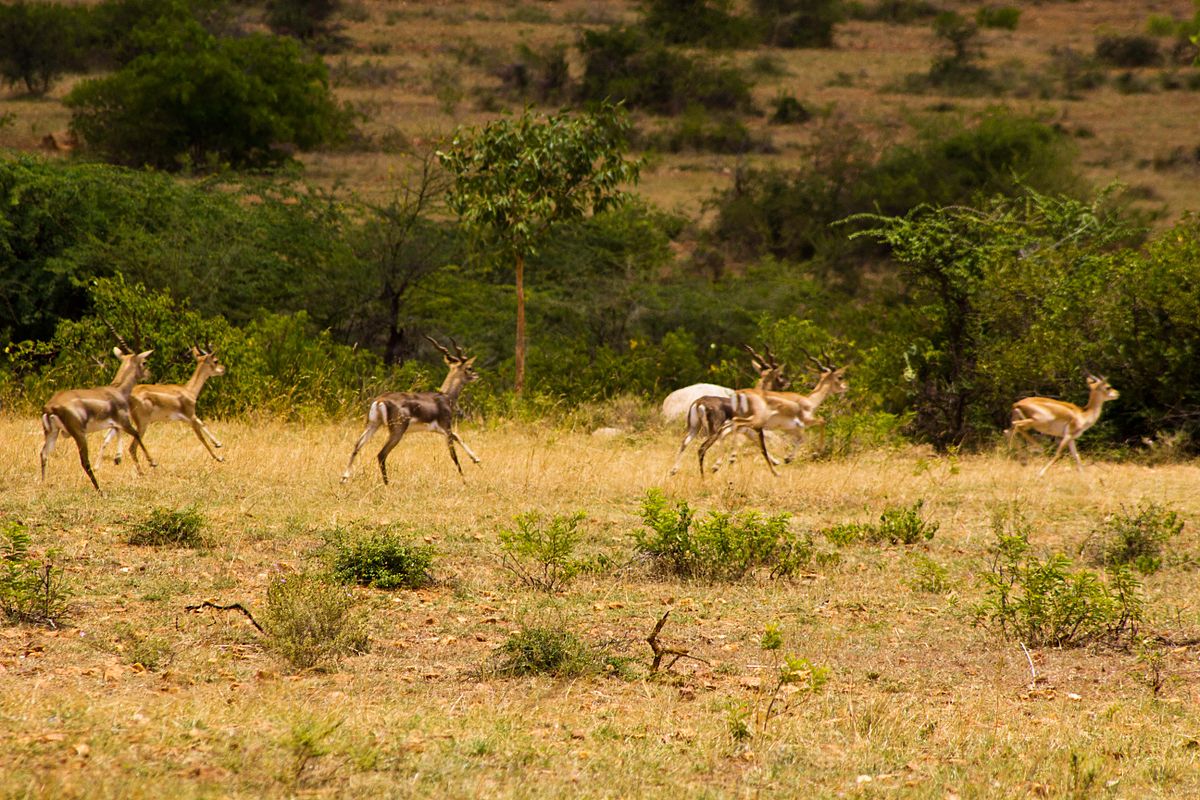 Blackbuck Conservation Area