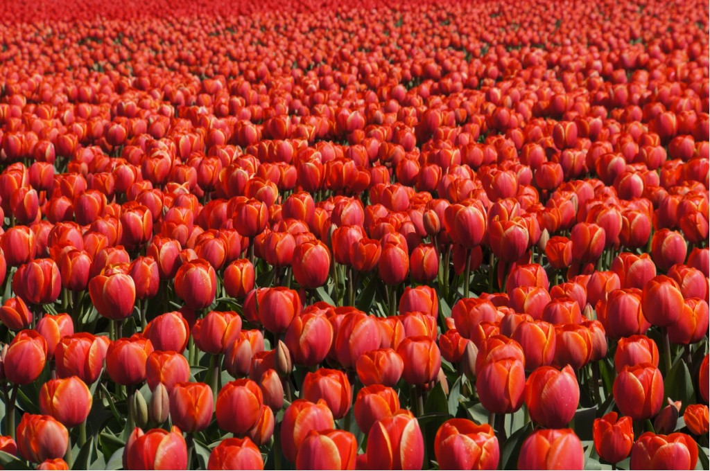 De Beste Foto: Tulpen velden in de kop van Noord Holland
