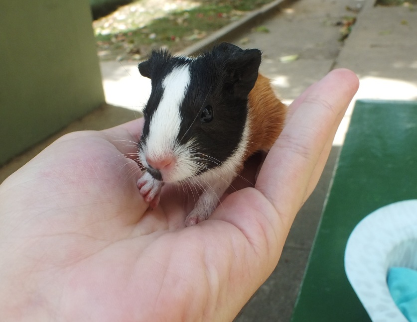 Fotos de cobayas bebés - Imagui