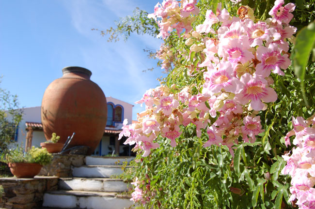 Gardens of my Life: TREPADEIRAS - Como escolher?